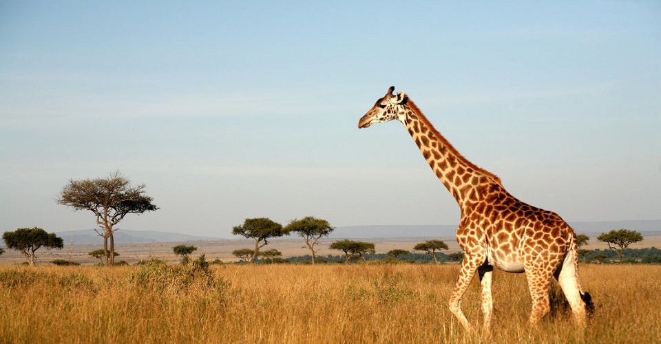 Your African Safari interview with our Co-Founder » Go Volunteer Africa
